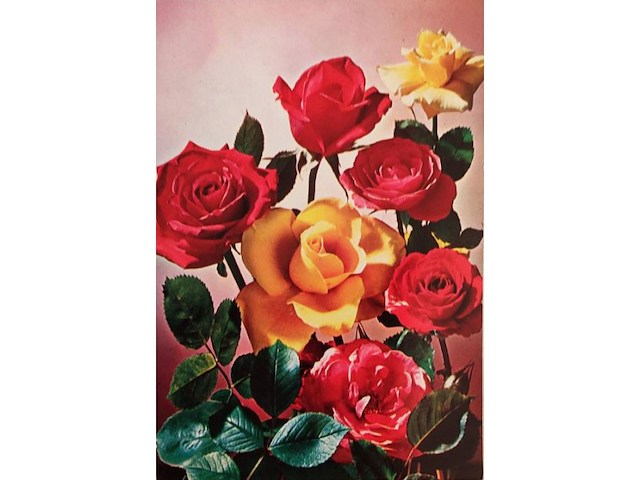 9 Cvetnih nekoriscenih razglednica iz 70-ih