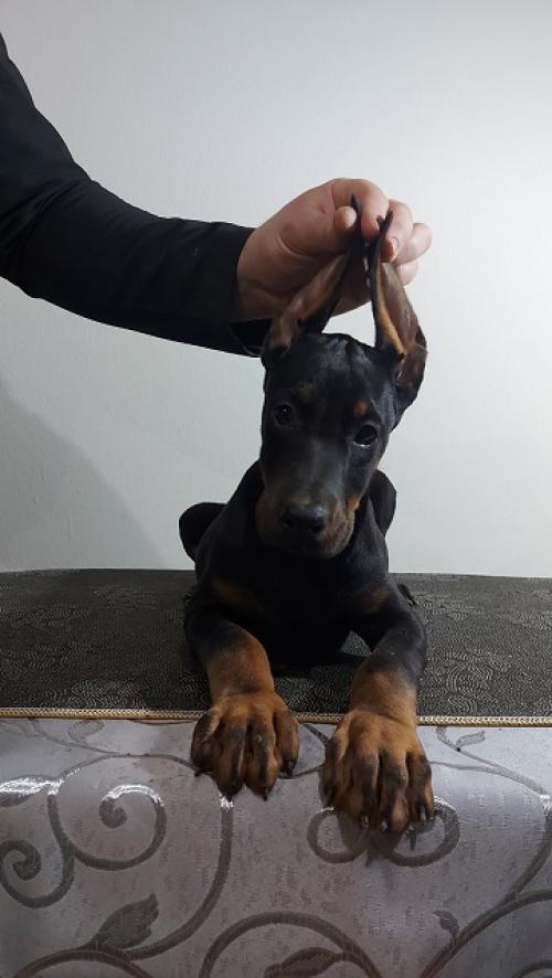 Doberman štenad