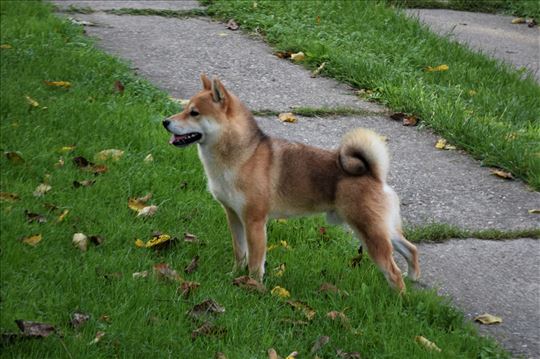 Prelepi Shiba Inu Mužjak Slobodan Za Parenje