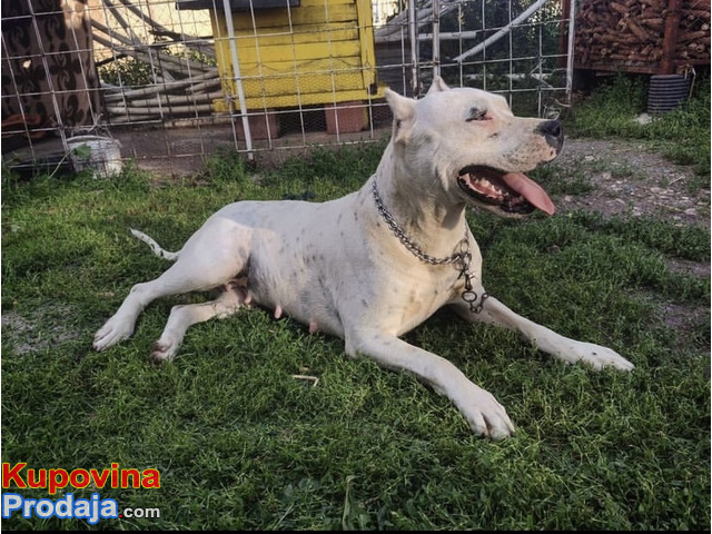 Dogo Argentino