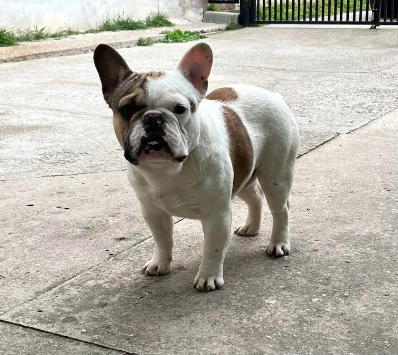 Francuski buldog