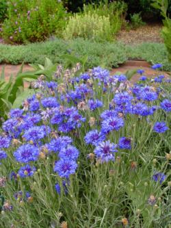 Centaurea cyanus (seme)