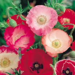 Papaver rhoeas - Ukrasni mak (Shirley Poppy) seme