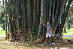 Džinovski bambus - Phyllostachys pubescens (10 semenki) podnosi i do -20 C!