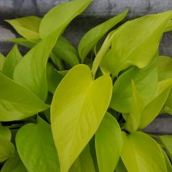 Epipremnum aureum (Neon Pothos) veca