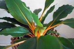 HLOROFITUM-Chlorophytum orchidastrum Green Orange