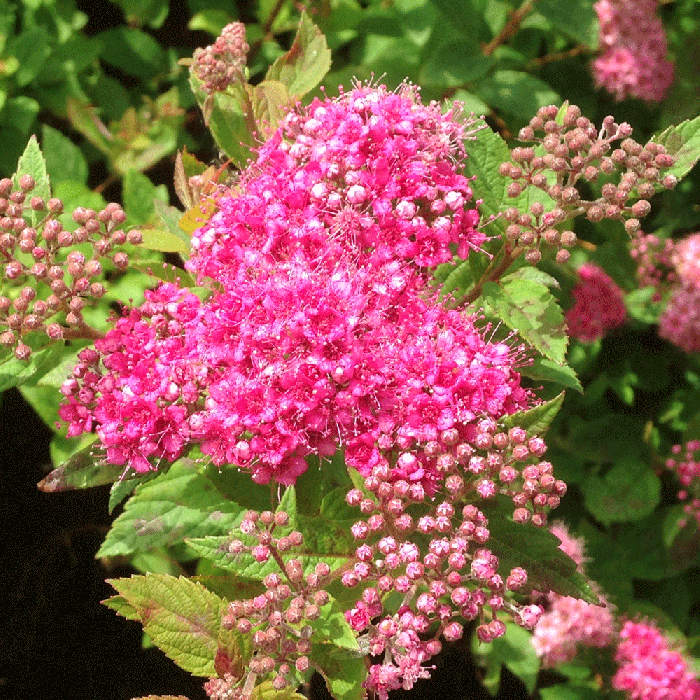 Spiraea Japonica Manon - Suručica