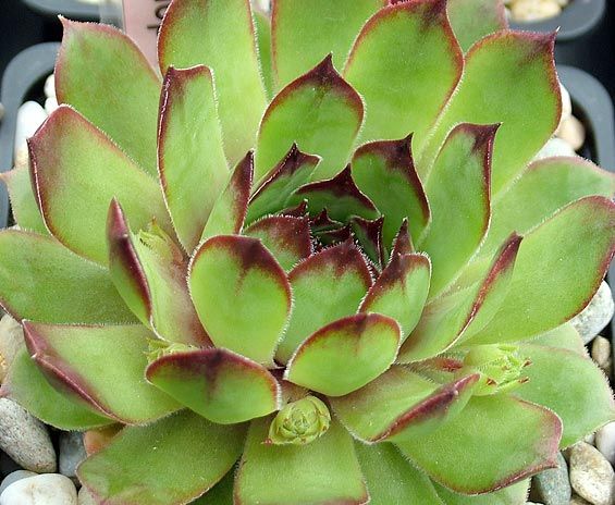 Sempervivum Big Sam Chrome Green - Čuvarkuća