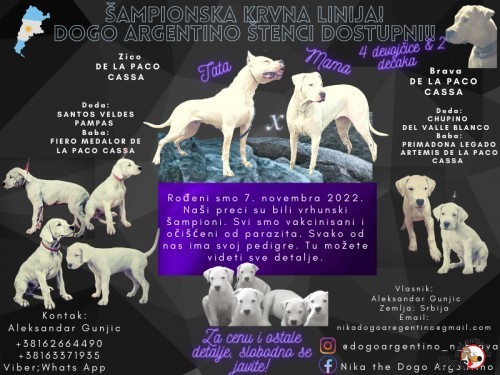 Dogo argentino