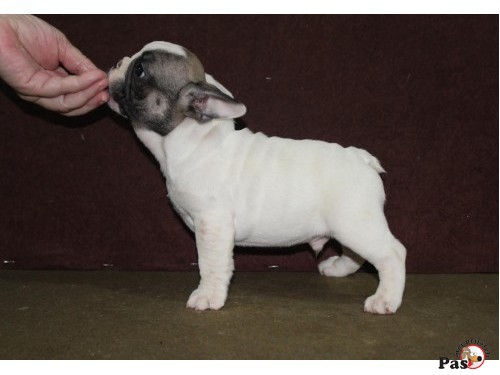 Francuski buldog