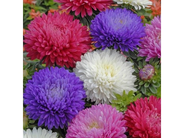 Aster, Lepa Kata Princess Mix (Callistephus chinensis)