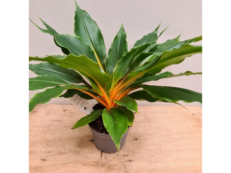 Hlorofitum-Chlorophytum orchidastrum Green Orange