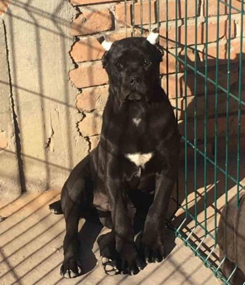 Prodajem vrhunske CANE CORSO