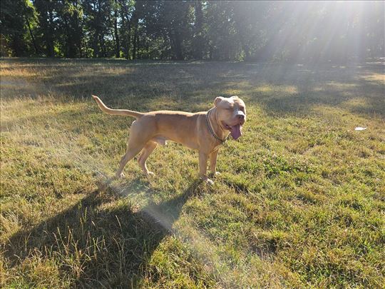 Pitt bul terijer.Red nose