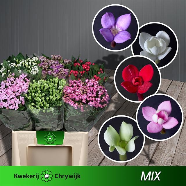 Bouvardia Mix