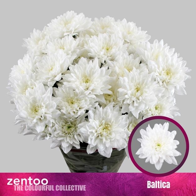 CHR T BALTICA