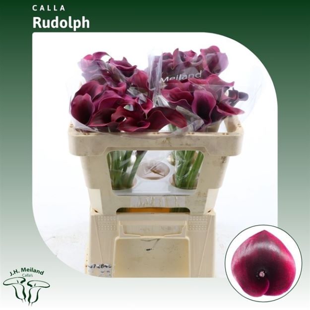 CALLA RUDOLPH 60CM