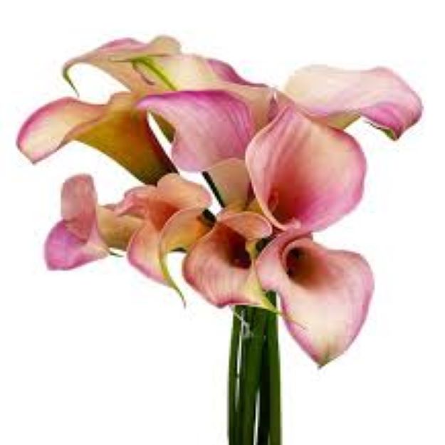 CALLA BLUSHING LADY 55CM