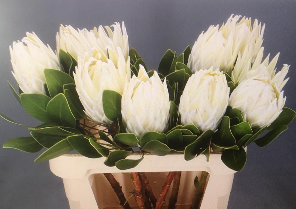 PROTEA BELA