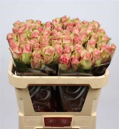 R GR BELLE ROSSE 40 CM