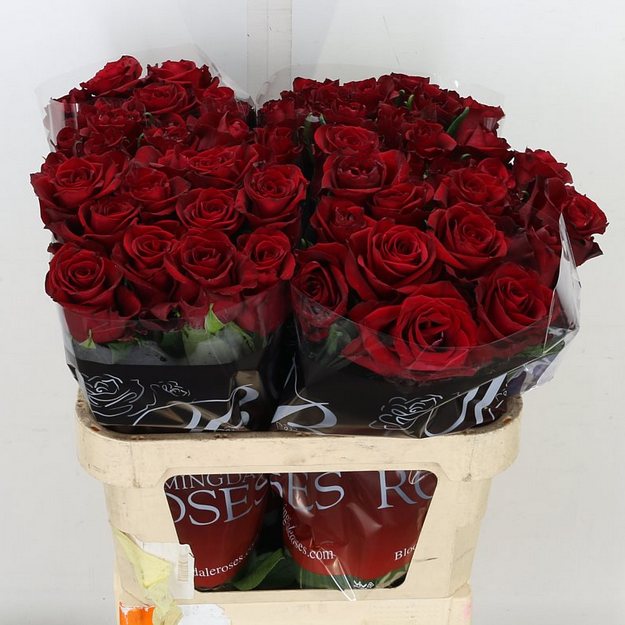 R GR EVER RED 60/70 CM