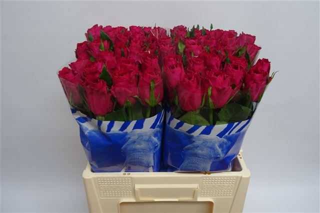 R GR MADAM CERIZE 50/60 CM