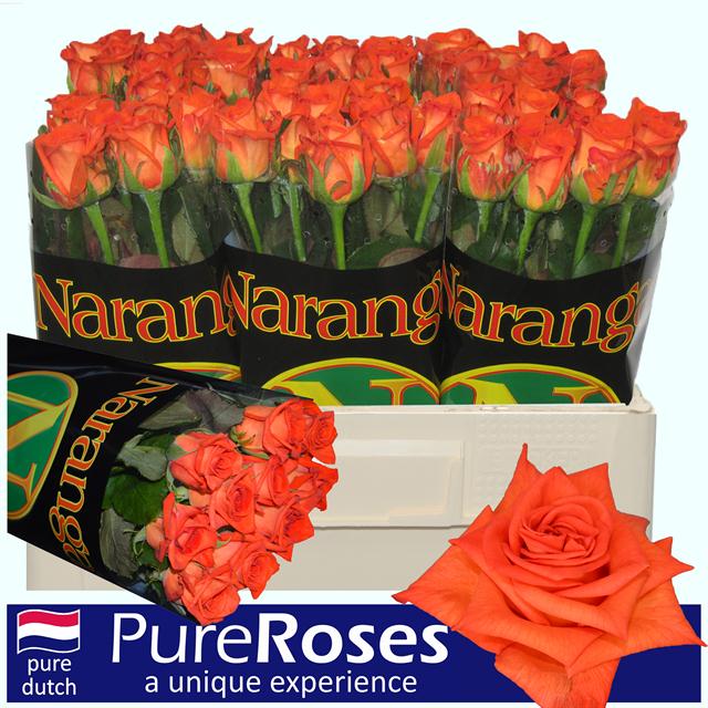 R GR NARANGA 60CM