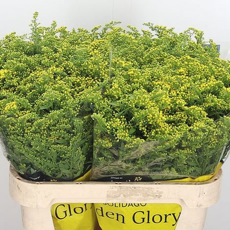 SOLIDAGO GOLDEN GLORY