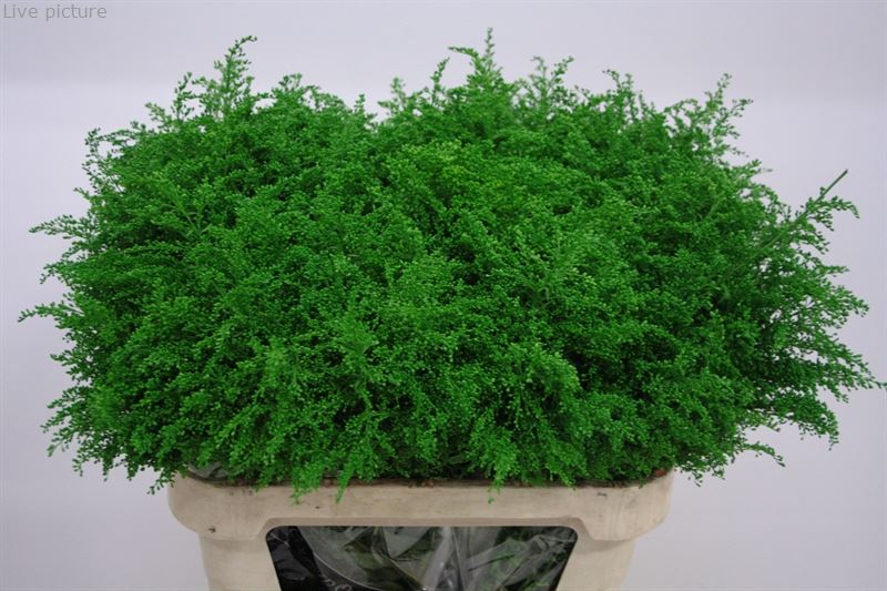 Solidago Green