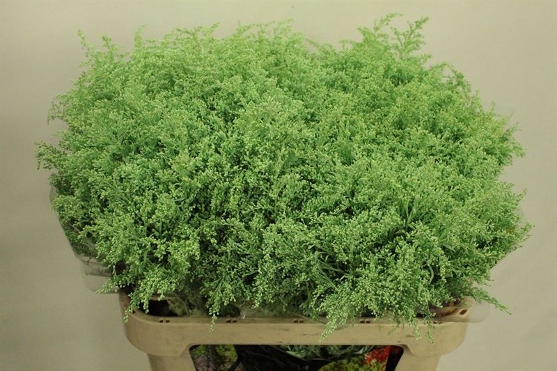 SOLIDAGO MINT GREEN