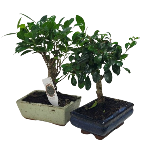 BONSAI GEMENGD