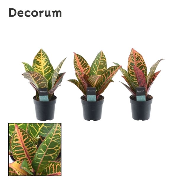 CODIAEUM EXELANT MIX