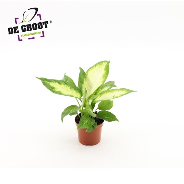 DIEFFENBACHIA