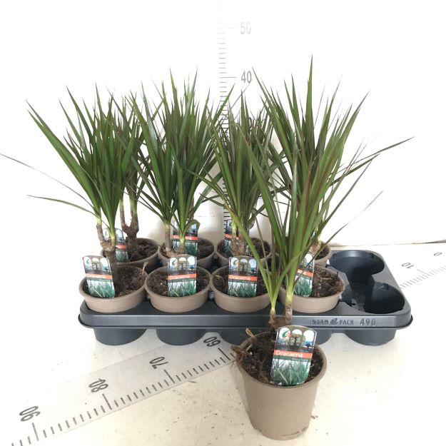 Dracaena 1PP 70cm