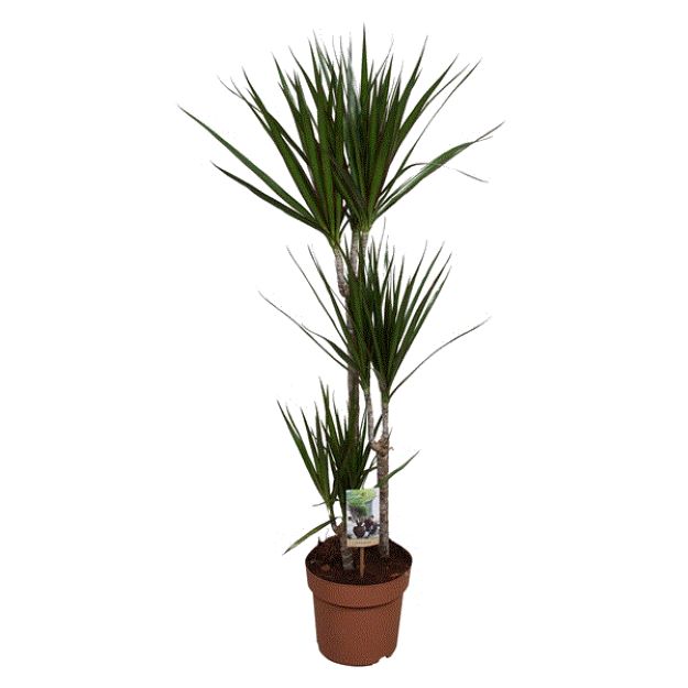 DRACAENA MARGINATA