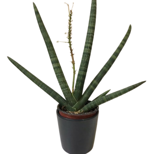 SANSEVERIA CY OVERIG