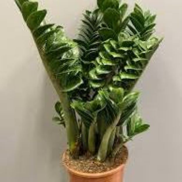 ZAMIOCULCAS ZAMIFOLIA 3 TAKKEN