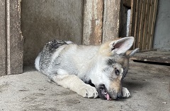 Čehoslovački vučiji pas – štenci na prodaju