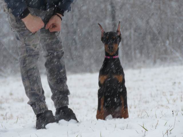 Doberman štenci