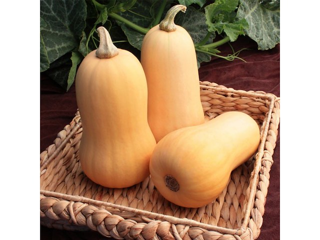 Tikva Muskatna Nektar (Cucurbita moschata)