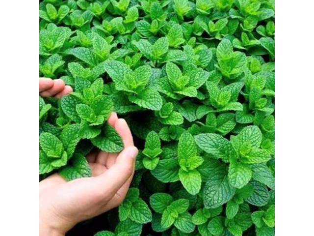 Menta Mojito, Nana (Mentha piperita)