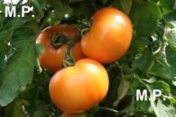 Narandzasti domaci paradajz