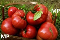 Domaci krupan paradajz-nije hibrid