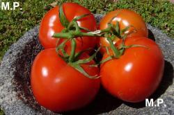 Gružanski paradajz