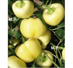 Kalvil beli - paprika oblika paradajza