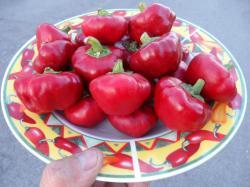 Dried red round - krupniji chili