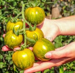 Perjast paradajz zuto zelen