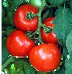 Domaci nizak paradajz - nije hibrid