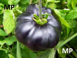 Black beauty tomato - krupan