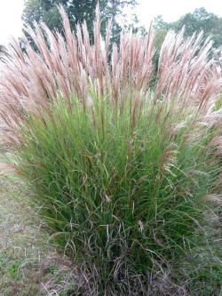 KINESKI SAS - Miscanthus sinensis